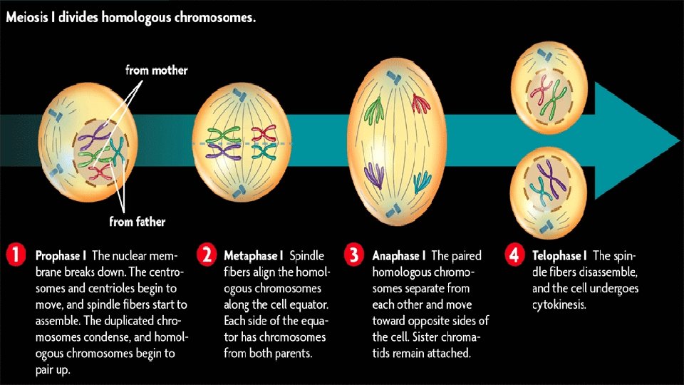 Meiosis and Mendel CHAPTER 6 PAGE 156 A