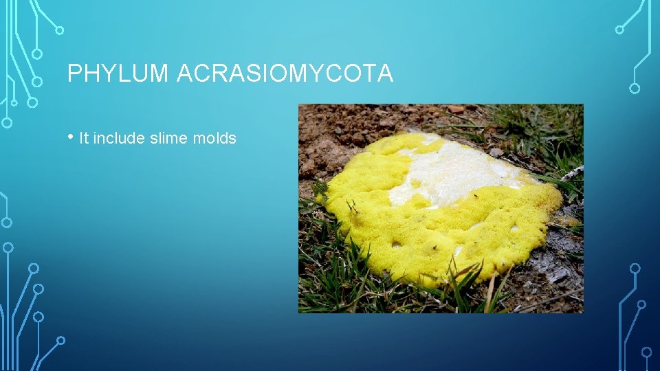 KINGDOM PROTISTA What are protist Large diverse group