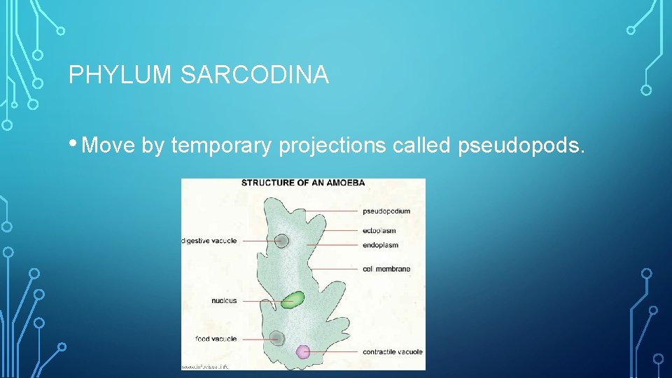 KINGDOM PROTISTA What are protist Large diverse group