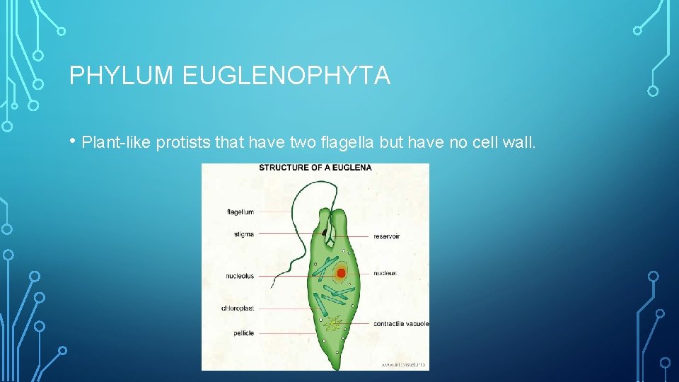 KINGDOM PROTISTA What are protist Large diverse group