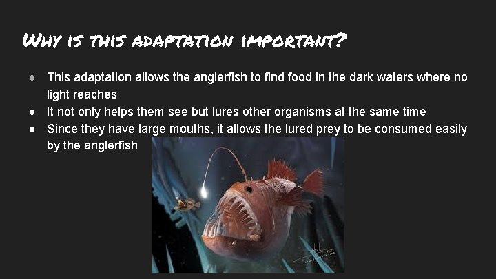 ANGLERFISH Gabriel Mourra Brandon Negron Janpaul Paredero What