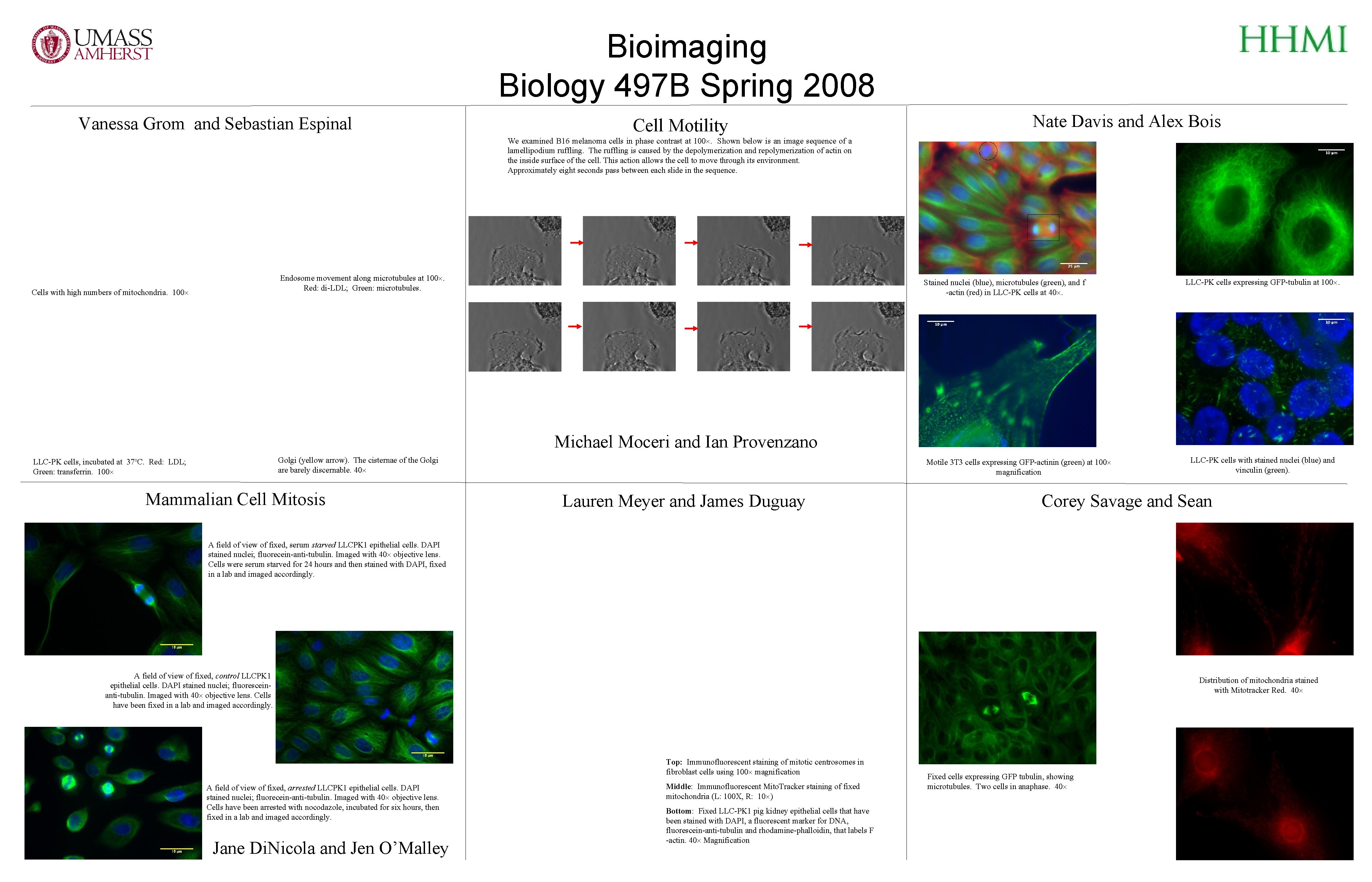 Bioimaging Biology 497 B Spring 2008 Vanessa Grom