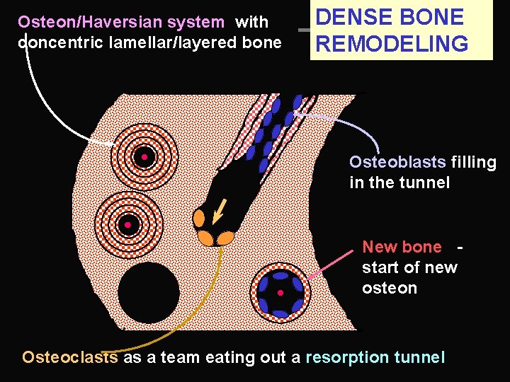 BONE Bone is the hard supporting tissue that