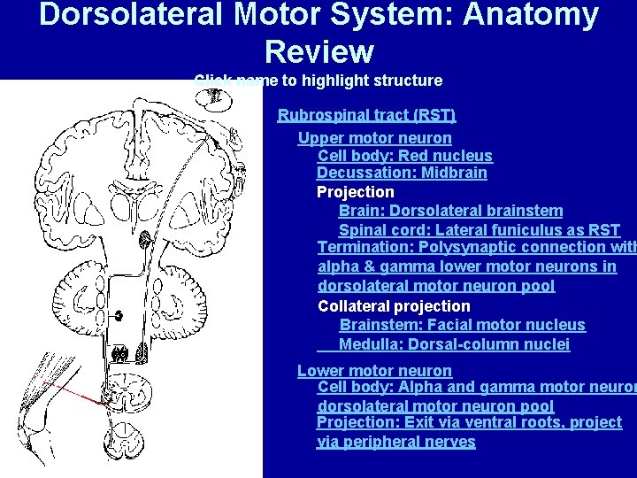 Dorsolateral Motor System Anatomy Review Click name to
