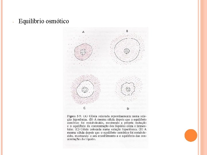 PRESSO HIDROSTTICA TRANSPORTE ENTRE MEMBRANAS BIOLGICAS Prof Luciana