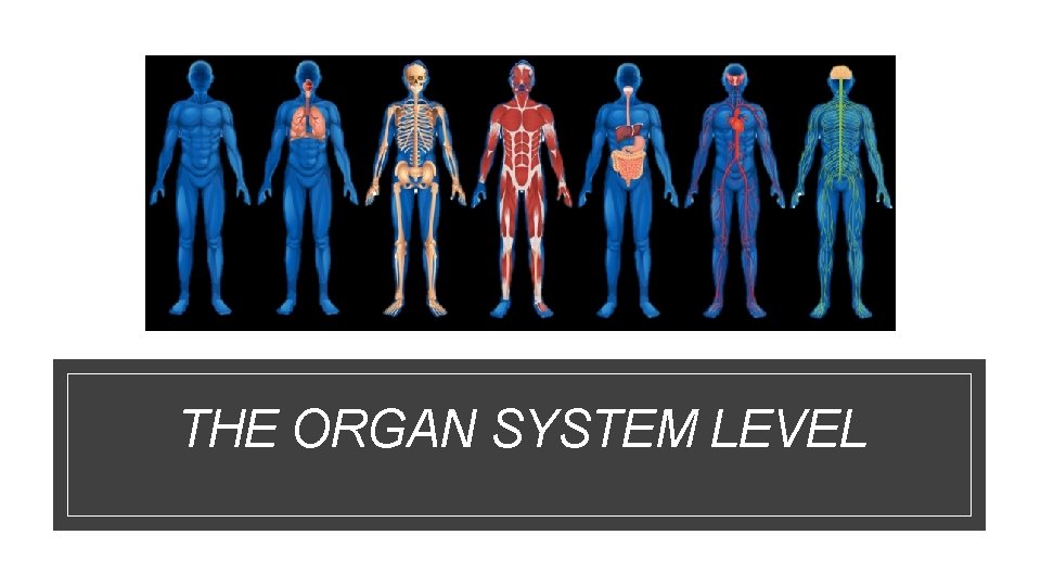 Hierarchical Levels of Anatomy There are six hierarchical