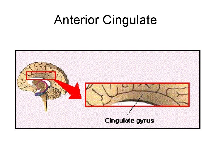Social Development Brain system involved in social behavior