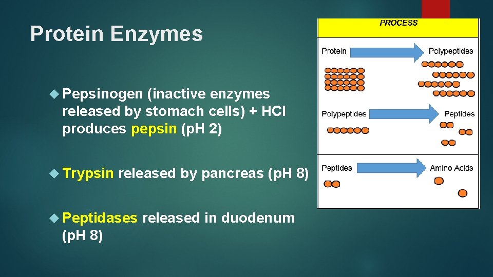 Enzymes of Digestion BIOLOGY 12 What is a