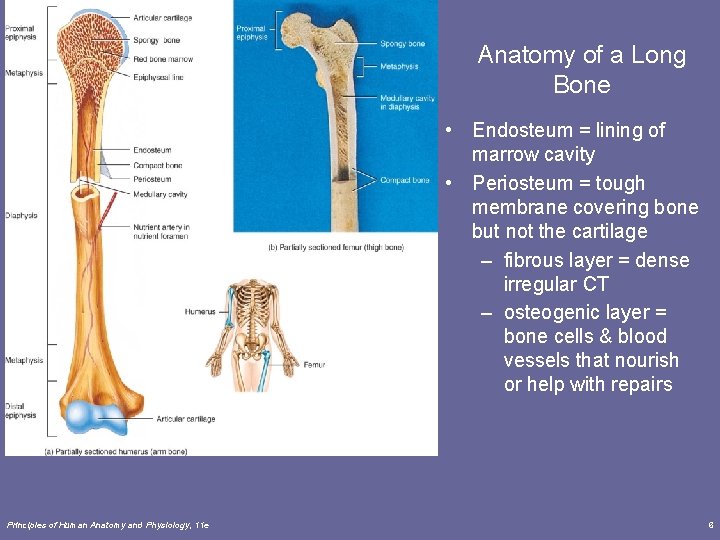 Chapter 6 The Skeletal System Bone Tissue Lecture