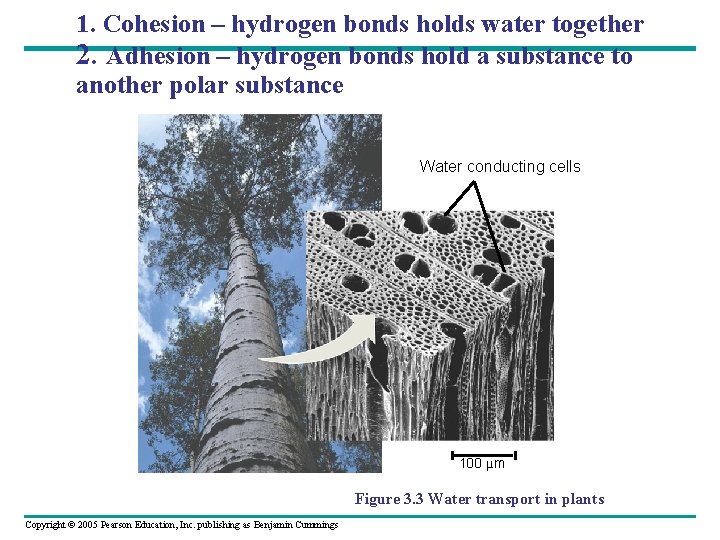 AP Biology Ch 3 Water and the Fitness