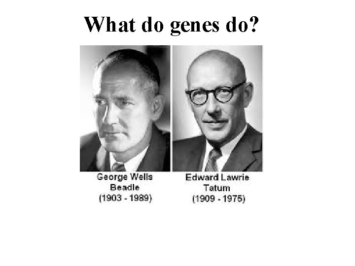 What do genes do George Beadle and Edward