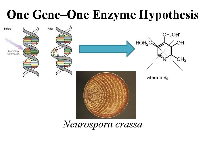 What do genes do George Beadle and Edward