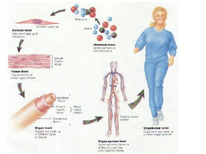 Kingdom Animalia Embryonic development Phylum Porifera Pore Bearers
