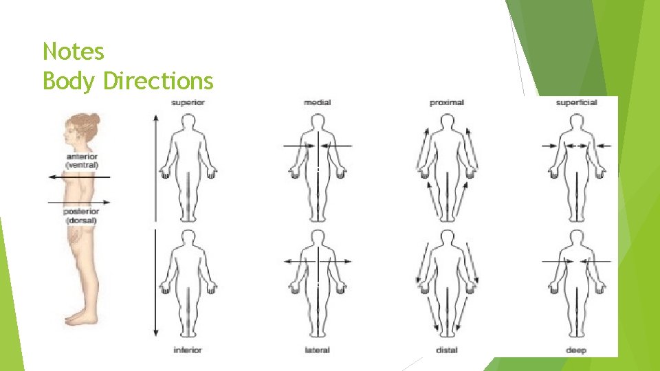 Warm Up Objective Scientists will explain the directional