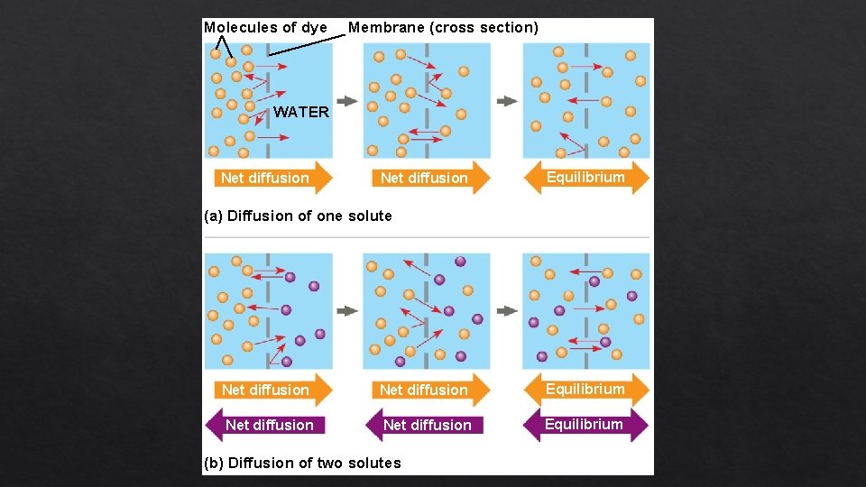 Membranes part 2 Todays Class Administrative Items Test