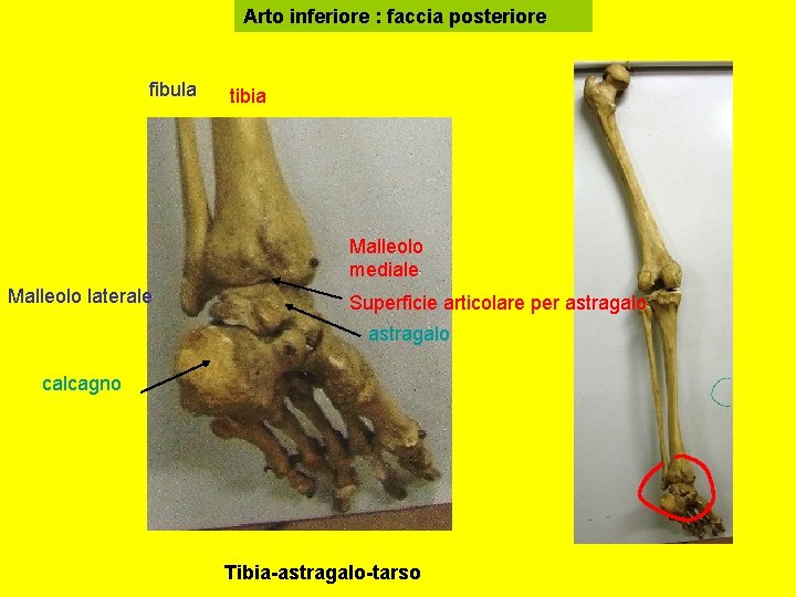 Apparato scheletrico umano arto inferiore anca spalla arti