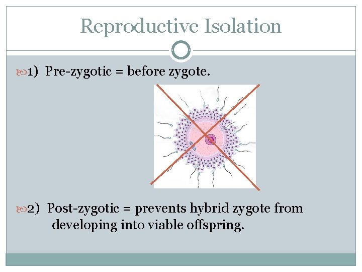 Speciation HOW NEW SPECIES FORM Speciation formation of
