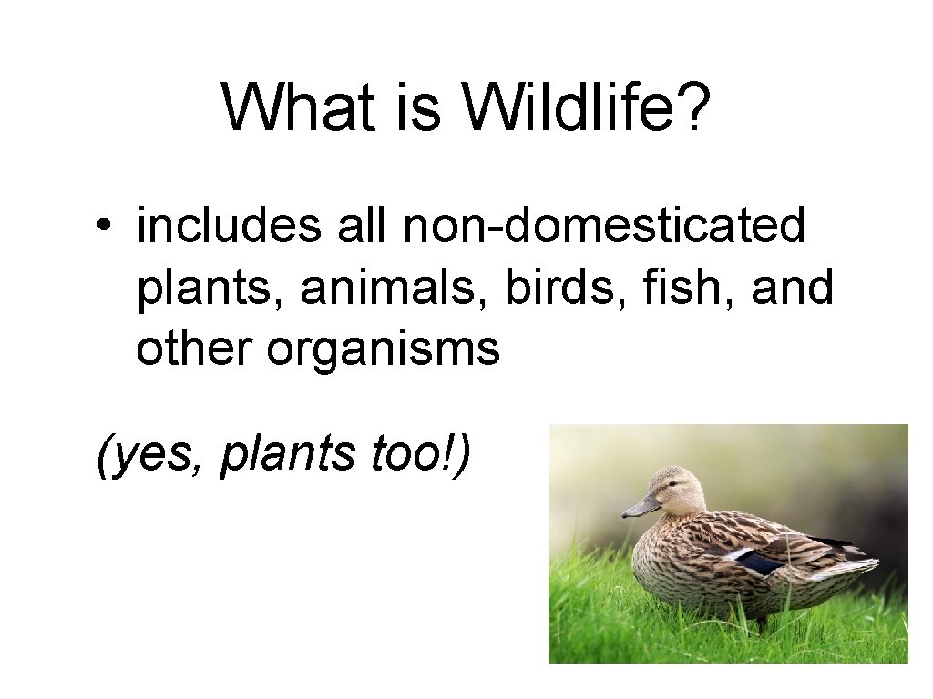 Wildlife and Their Habitat What Wildlife Need and
