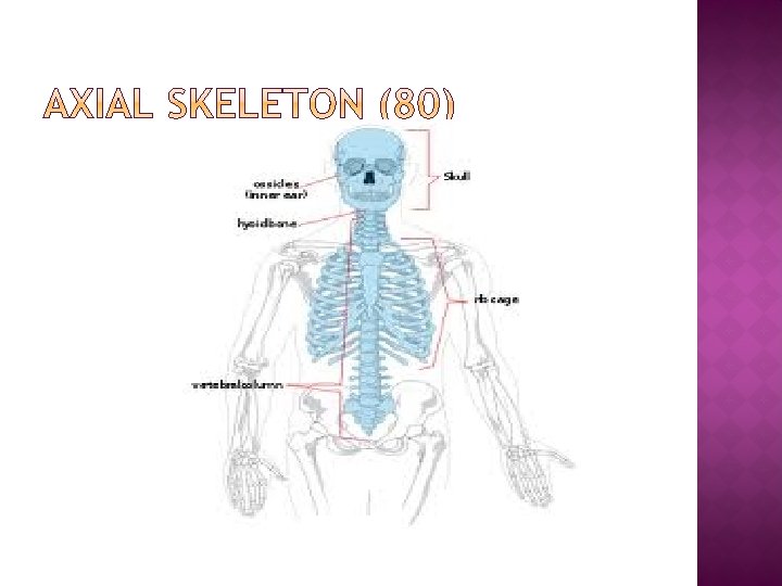 Bones and Soft Tissues Aids in body movement