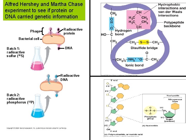The Molecular Basis of Inheritance Chapter 16 Overview