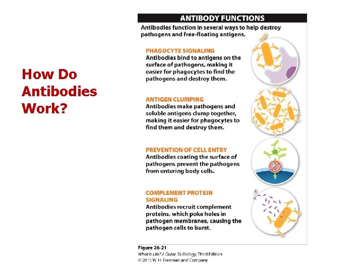 Chapter 26 Immunity and Health Learning Objectives Understand
