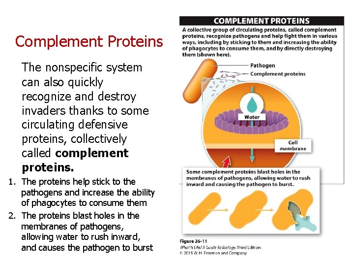 Chapter 26 Immunity and Health Learning Objectives Understand