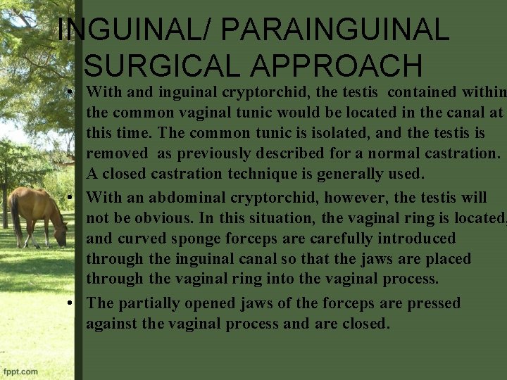 EQUINE CRYPTORCHIDECTOMY Intraoperation Considerations INGUINAL PARAINGUINAL SURGICAL APPROACH