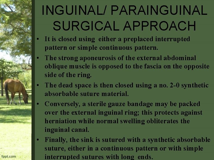 EQUINE CRYPTORCHIDECTOMY Intraoperation Considerations INGUINAL ...