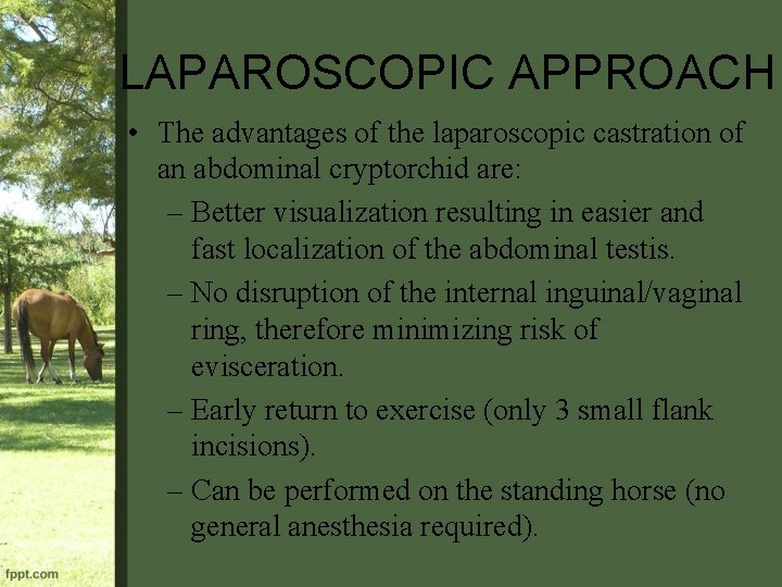 EQUINE CRYPTORCHIDECTOMY Intraoperation Considerations INGUINAL ...