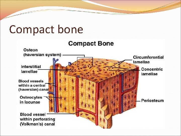 The skeleton Chapter 12 Human Biology Stage 3
