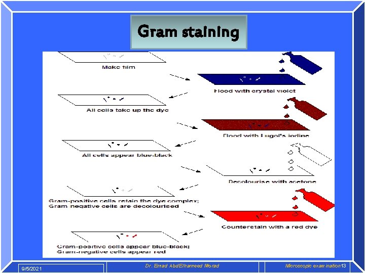 MICROSCOPIC EXAMINATION OF BACTERIA UNSTAINED STAINED SMEARS By
