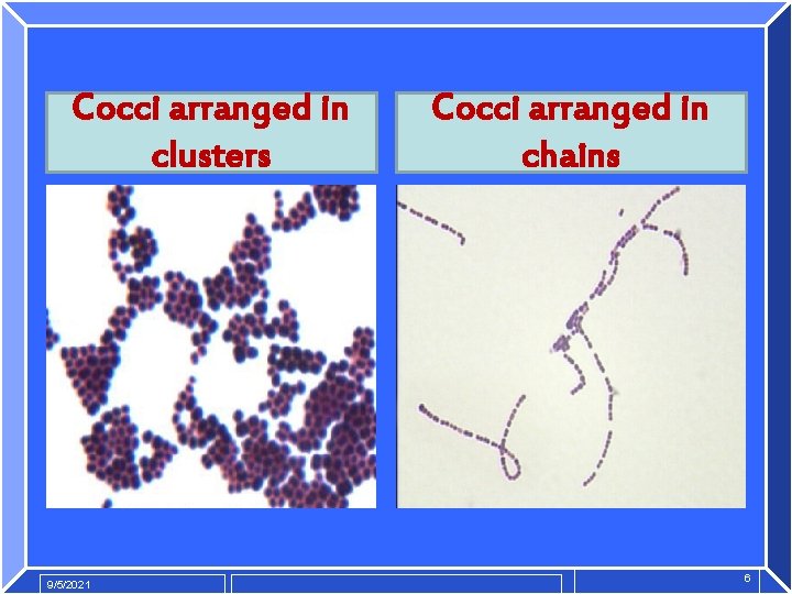 MICROSCOPIC EXAMINATION OF BACTERIA UNSTAINED STAINED SMEARS By
