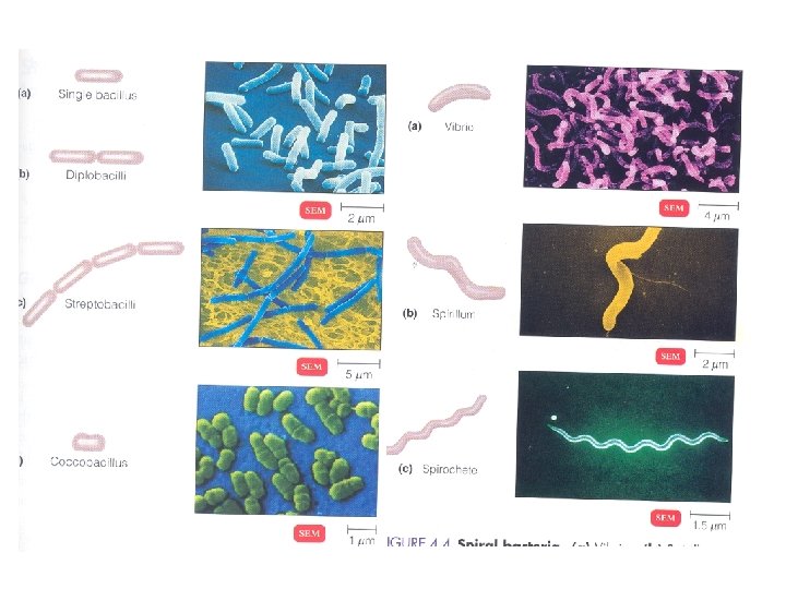 Bacterial Morphology Dr Abdulaziz AlKhattaf Protoplasm Bacteria organized
