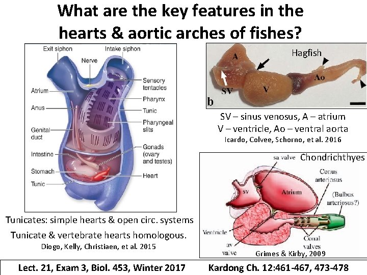 What are the key features in the hearts