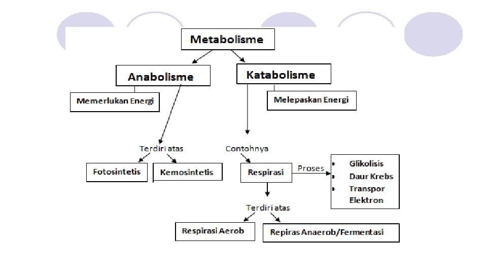 PENGANTAR BIOKIMIA OLEH DIANA SYLVIA Apa itu Biokimia