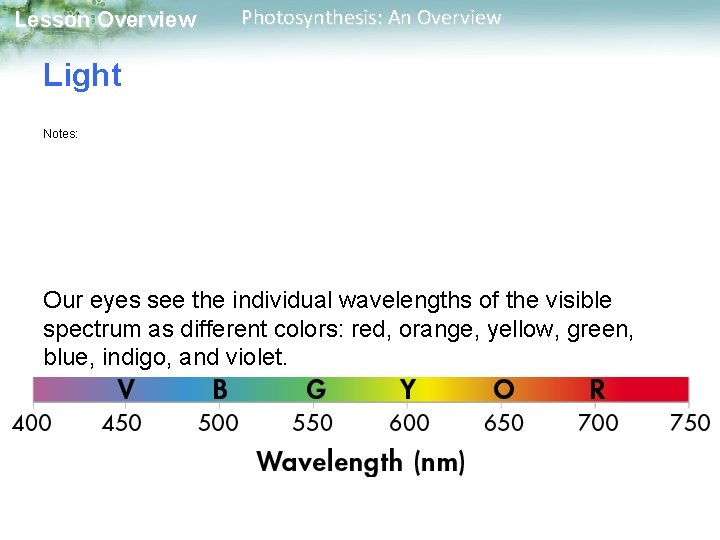 Lesson Overview Photosynthesis An Overview THINK ABOUT IT
