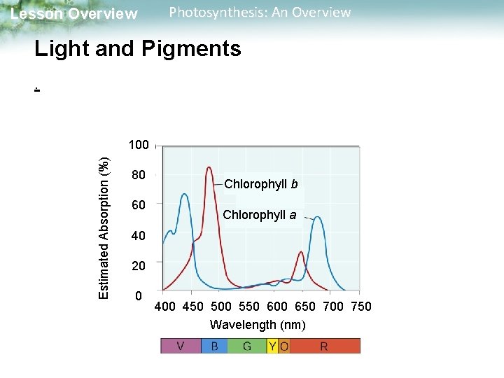 Lesson Overview Photosynthesis An Overview THINK ABOUT IT