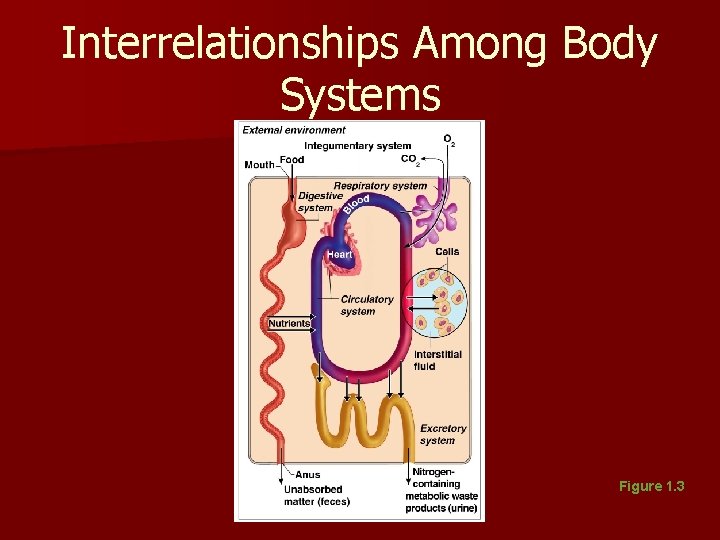 The Human Body An Orientation Organ System Overview