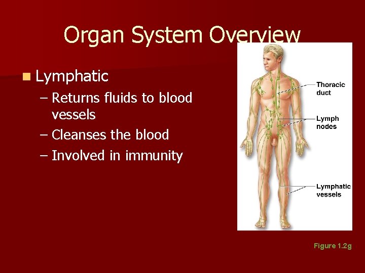 The Human Body An Orientation Organ System Overview
