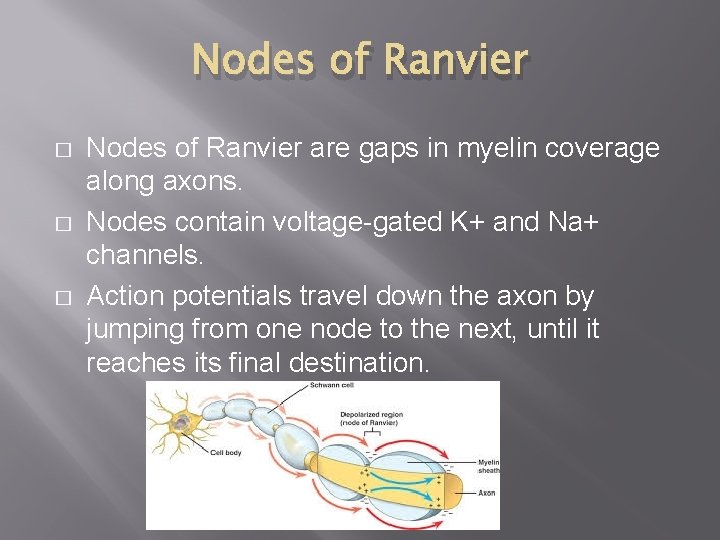 Neurons Lisa Forsyth Chemistry 1010 What are Neurons