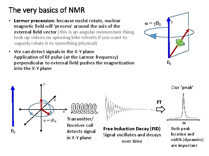 Introduction to Protein NMR Bioc 530 November 4