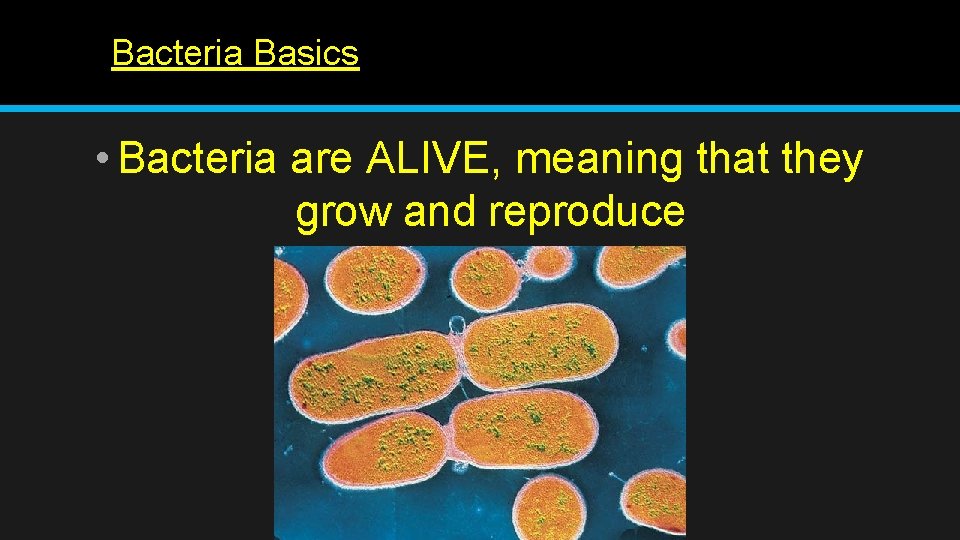 Eukaryote cells that Prokaryote cells that have a