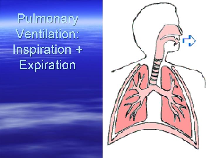 The Respiratory System Ventilation Lab 7 Lab 7