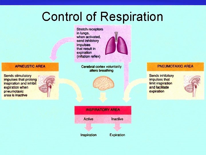 The Respiratory System Ventilation Lab 7 Lab 7