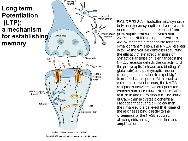 Chemistry of Alzheimers Disease Role of amyloidbeta metal