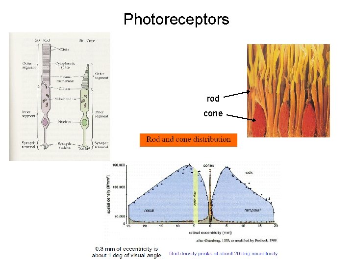 The Visual System Into to Neurobiology 2010 The