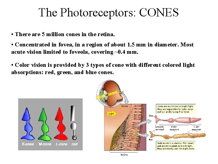 The Visual System Into to Neurobiology 2010 The