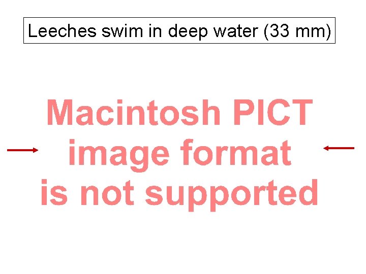 The dynamics of decisionmaking by leech neurons Neurobiology