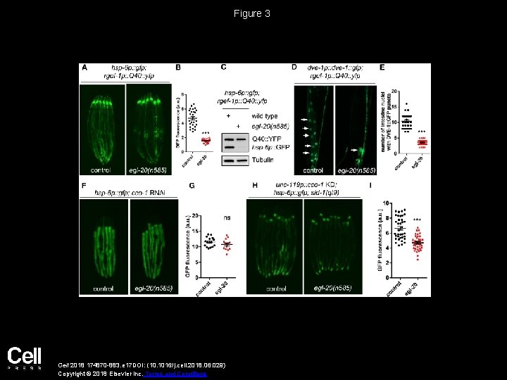 The Mitochondrial Unfolded Protein Response Is Mediated CellNonautonomously