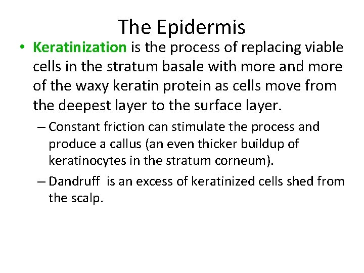 The Epidermis Keratinization is the process of replacing